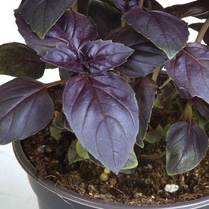 Plants de basilic pourpre | Le Jardin dans la vallée